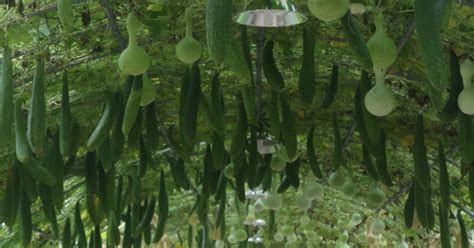 공원마다 꼭 하나씩은 있는 덩굴 터널…근데 그거 뭐지 [그거사전]