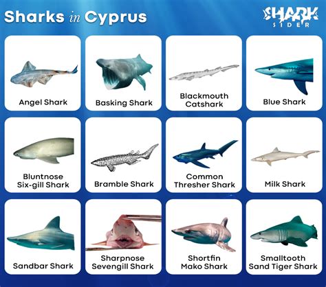 List of Sharks in Cyprus with Pictures