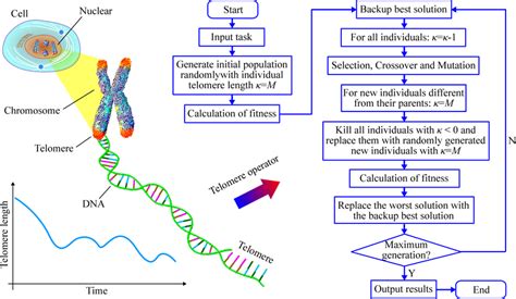 Biological Structure And Algorithmic Simulation Of The Telomere Download Scientific Diagram