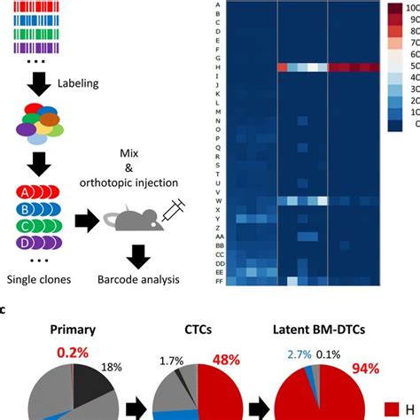 Identification Of A Clone Dominating Ctcs And Dtcs A Strategy For
