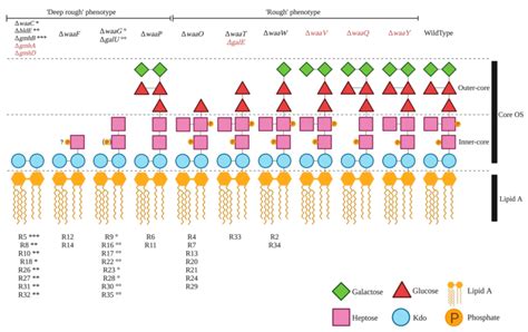 Predicted Lps Structures Of 30 Φx174 Resistant E Coli C Strains