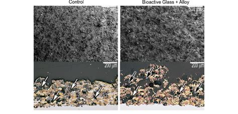 Sem Topographical Se Micrographs Top And Optical Cross Sectional