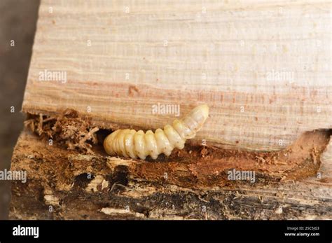 Larva Of The Longhorned Beetle Big Round Headed Borer Woodcutter