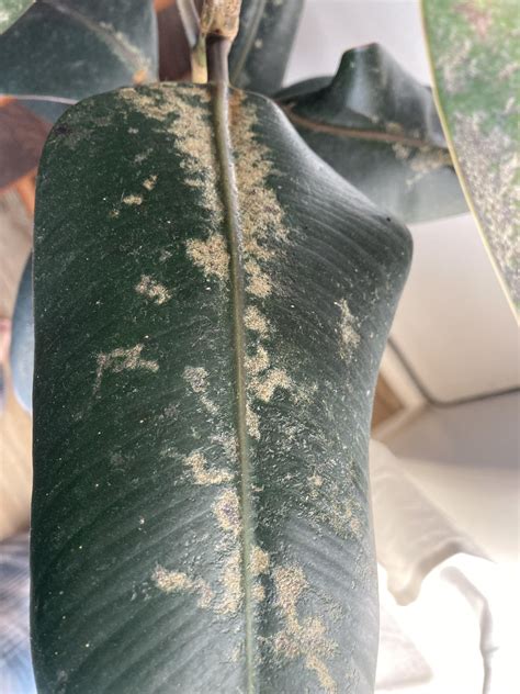 I Think My Ficus Elastica Is Sick R Plantclinic