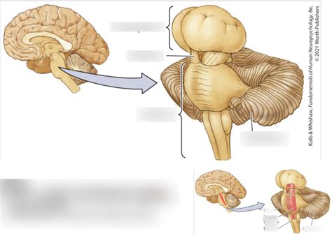 Diagram Of Ch 3 Brainstem Quizlet