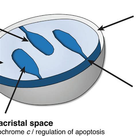 Spatial And Functional Organization Of Mitochondria Download Scientific Diagram