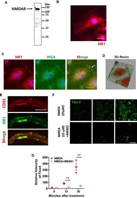 Expression Of Nmda Receptors In The Human Primary Brain Endothelial