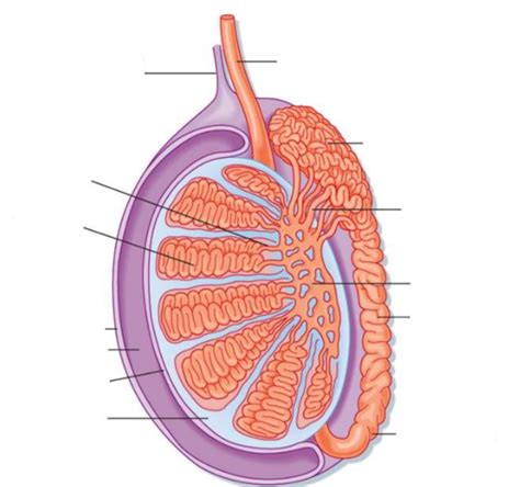 Even More Testicular Anatomy Diagram Quizlet