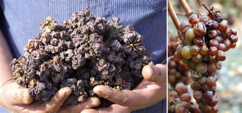 Trockenbeerenauslese | wein.plus Lexicon