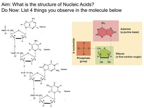 DNA Structure Worksheet Nucleic Acids Nucleotides
