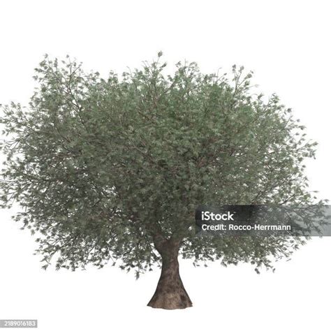 올리브 나무는 흰색 배경에 고립되어 있습니다 3d 일러스트 레이 션 0명에 대한 스톡 사진 및 기타 이미지 0명 3차원 형태 가을 단풍 Istock