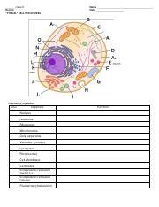 Exploring Cell Structures & Mitosis Phases: A Comprehensive Guide | Course Hero