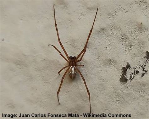 White Back Spider