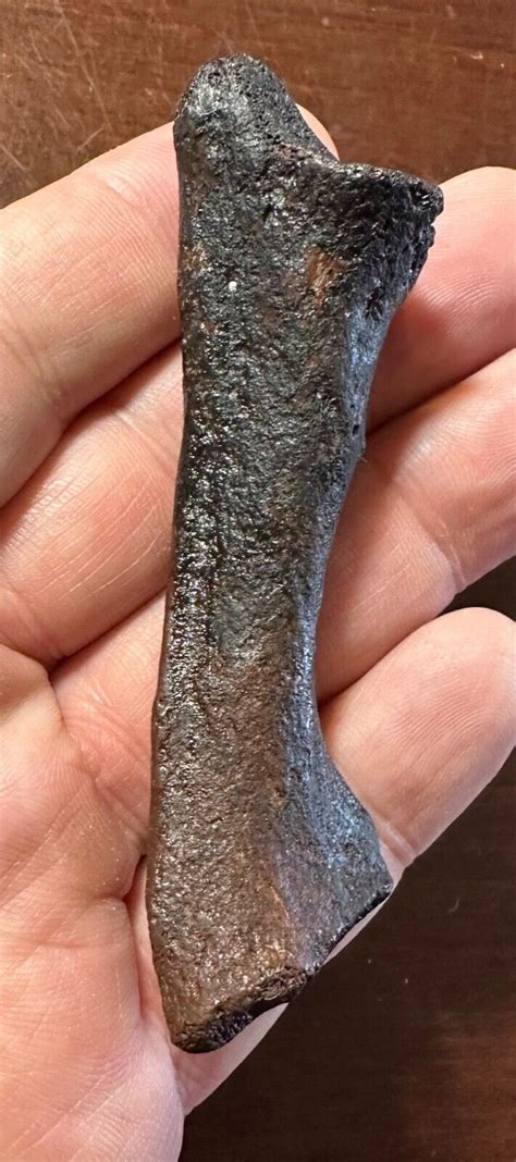 Rare Fossil Alligator Snapping Turtle Ulna Macrochelys Florida Blancan 4686854724