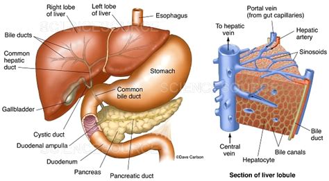 Liver Anatomy Labeled Illustration Stock Image Science Source Images
