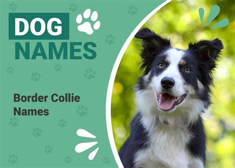 150 Border Collie Names Traditional And Unique Ideas For Males