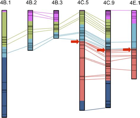 Linkage Maps Of Linkage Group 5 In Six F 2 Mapping Families Different