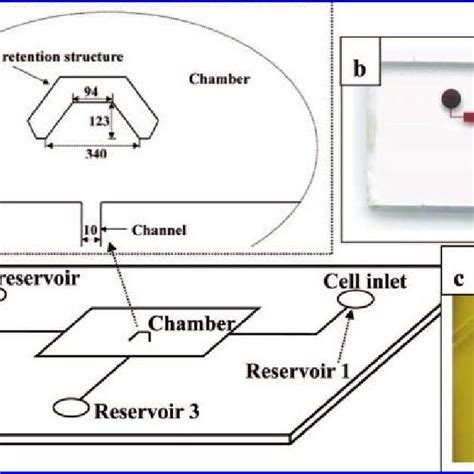 Layout Of The Microfluidic Chip A The Schematics Of The Microfluidic