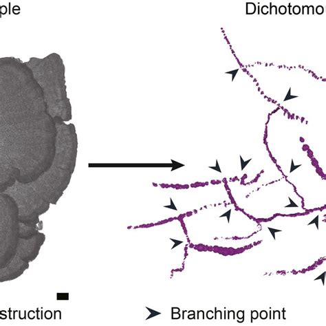 Growth Axis Reconstruction Of Montipora Foliosa The Growth Axis