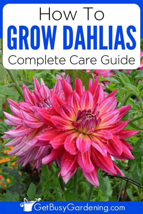 Dahlia Plant Care Complete Growing Guide Get Busy Gardening