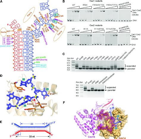 The C Terminal Domain Of Cas1a Recognizes The Pam Complementary