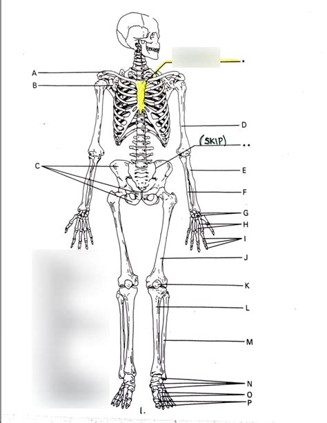 Anatomy Chapter 5 Skeletal System Diagram Quizlet