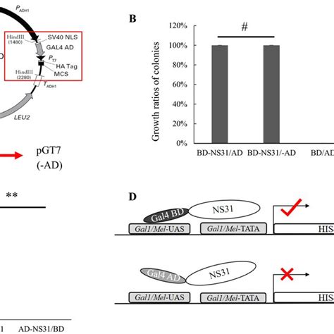 Transcription Activity Of Gcrv Proteins In Yeast Yeast Reporter Download Scientific Diagram