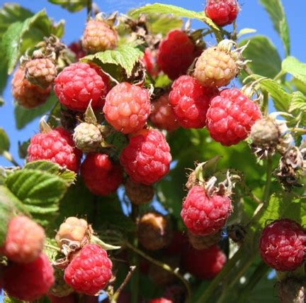 Малино-поляничный гибрид