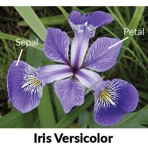Iris Classification Dataset Kaggle