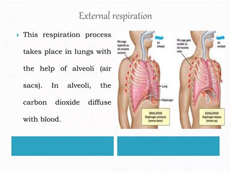 Respiration Ppt Pptx