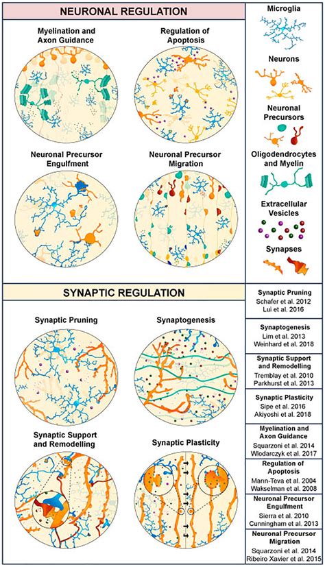 The many roles of microglia throughout development. Microglia... | Download Scientific Diagram