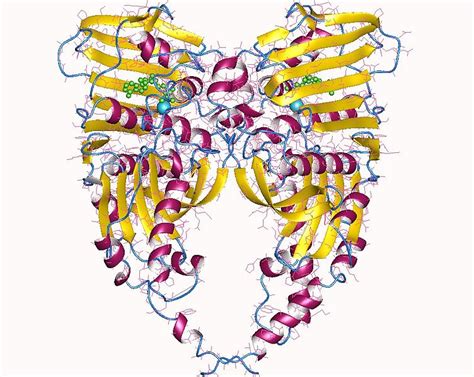 What Is The Difference Between Topoisomerase I And II Pediaa Com