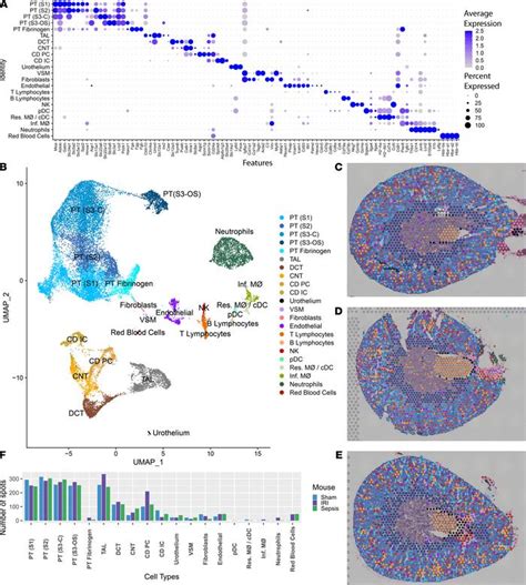 JCI Insight Integration Of Spatial And Single Cell Transcriptomics Localizes Epithelial Cell