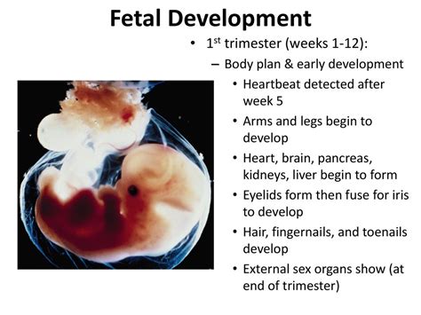 Blastocyst Development Ppt Download