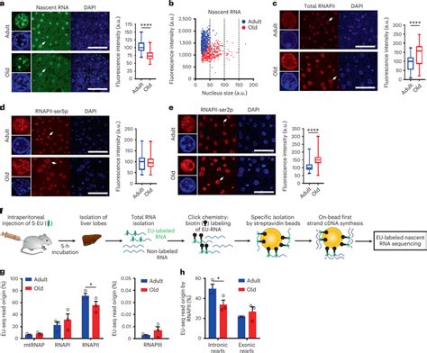 Reduced Rna Synthesis And Increased Rnapii Levels In Aged Liver A Download Scientific Diagram