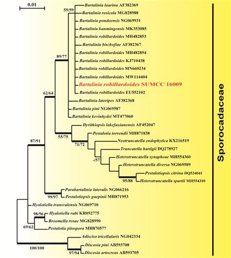 phylogram generated from bayesian analysis based on lsu sequence data
