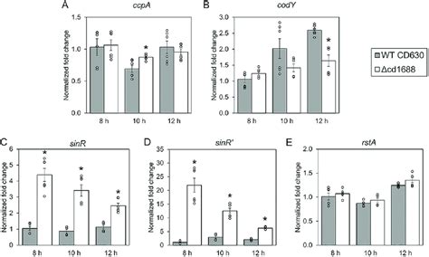 Transcript Abundance Of Some Known Regulators Of Sporulation In The C