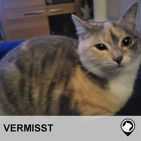 Vermisste Vermisste Katzengefundene Katzen