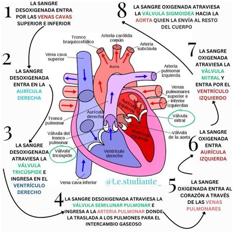 Pin De Yasmine En Ваши пины En 2025 Anatomia Del Sistema Circulatorio