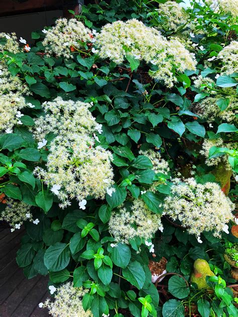 Hydrangea Petiolaris Climbing Hydrangea Romence Gardens And Greenhouses