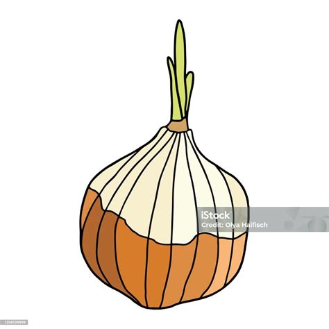 귀여운 양파 벡터 일러스트 양파의 손으로 그린 만화 전구 신선한 성분 그리기 레시피 책 배너 패키지에 대한 알리움 세파 만화 그리기 건강한 식생활에 대한 스톡 벡터 아트 및