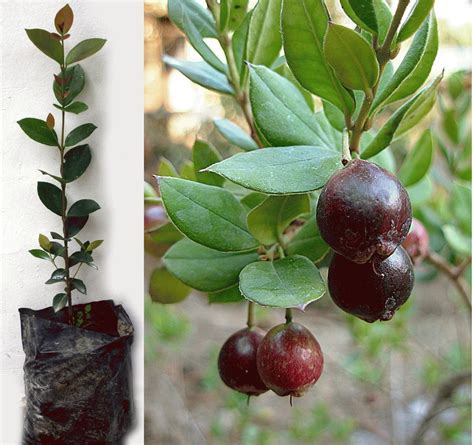 Arrayan En Vivero Plantas Ecuador Venta En Quito Y Envios A Todo El Pais