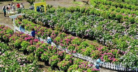 화창한 봄날 수국정원에서 연합뉴스