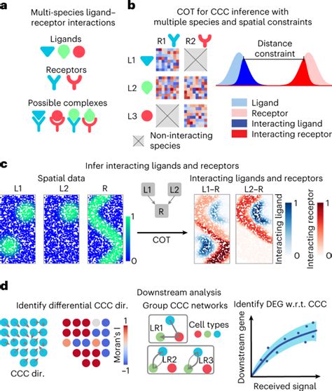 通过集体最优运输筛选空间转录组学中的细胞间通讯 Nature Methods X Mol