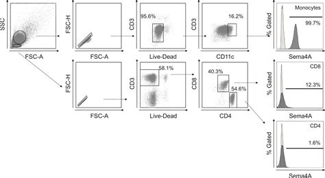 Figures And Data In Downregulation Of Semaphorin 4a In Keratinocytes Reflects The Features Of