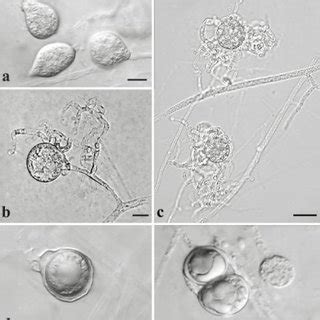 Pythium Ornamentatum IRAN C Ad Hyphal Swellings Ef Download Scientific Diagram