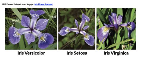 Exploring The Iris Flower Dataset With Python A Comprehensive Guide To