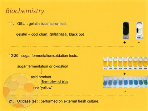 PPT Api E PowerPoint Presentation Free Download ID