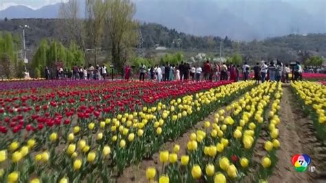 ข่าวชมความงามดอกทิวลิปบานสะพรั่ง ที่อินเดีย