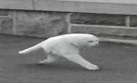Chernobyl Cat Rholup